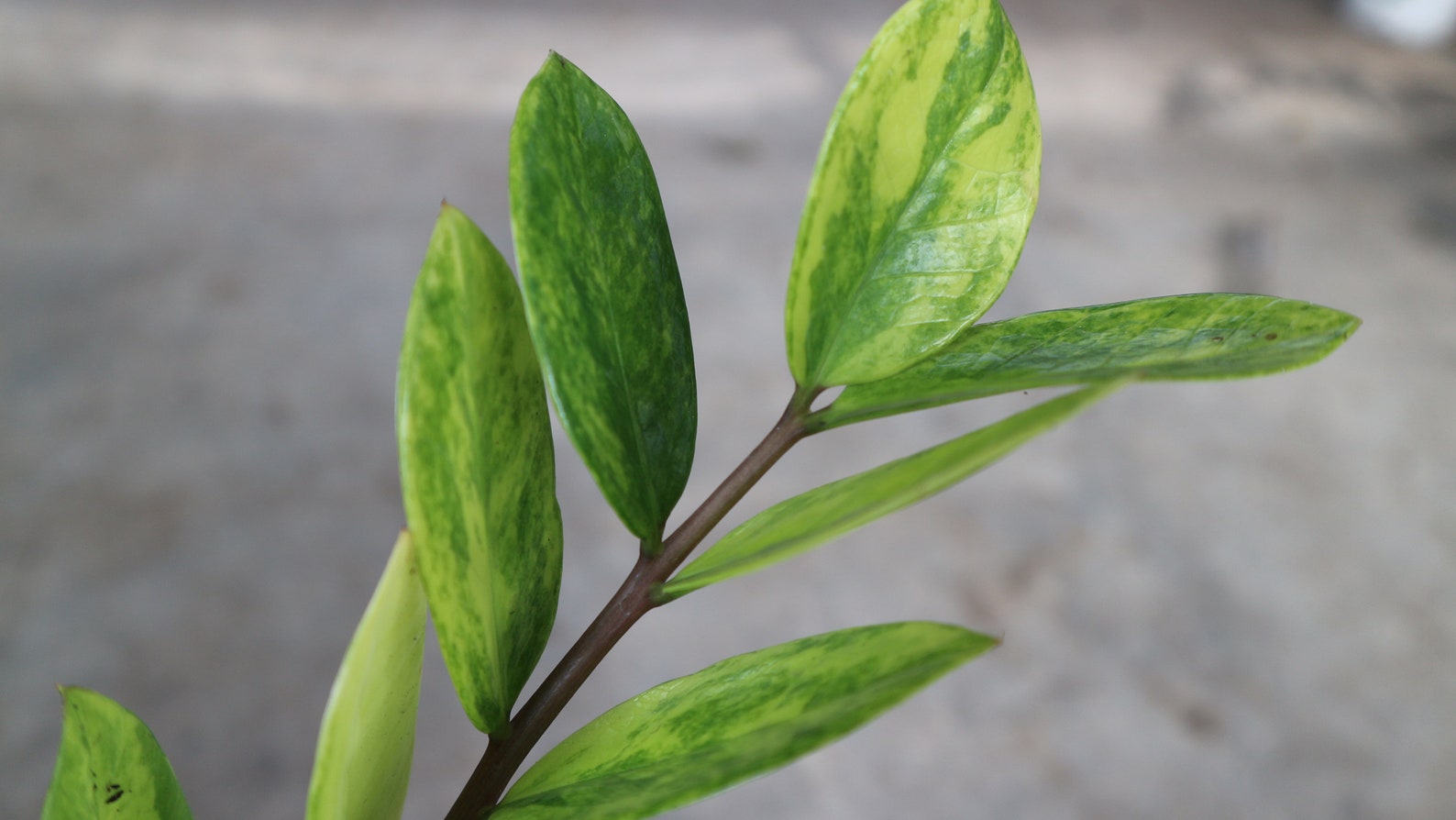 Wholesale Zz zamia culcas zamia zamioculcas plant rare plant | Etsy