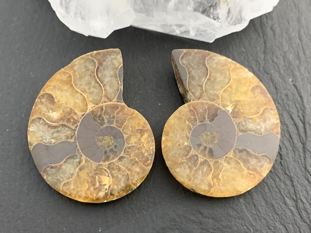 Large Ammonite Ammonite From Madagascar 34mm 1.3 Inches Long - Etsy