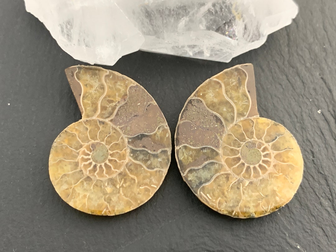 Large Ammonite Ammonite From Madagascar 31mm 1.2 Inches Long - Etsy