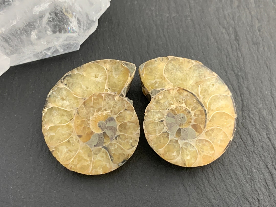 Large Ammonite - Ammonite From Madagascar| 32mm (1.25 Inches) Long - Etsy