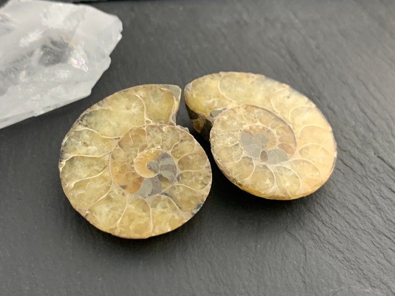 Ammonite - Ammonite From Madagascar 32mm (1.25 Inches) Long * - Etsy