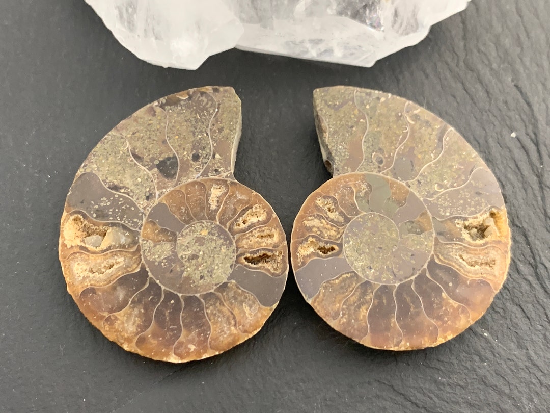 Large Ammonite- | Ammonite From Madagascar| 38mm (1.5 Inches) Long - Etsy