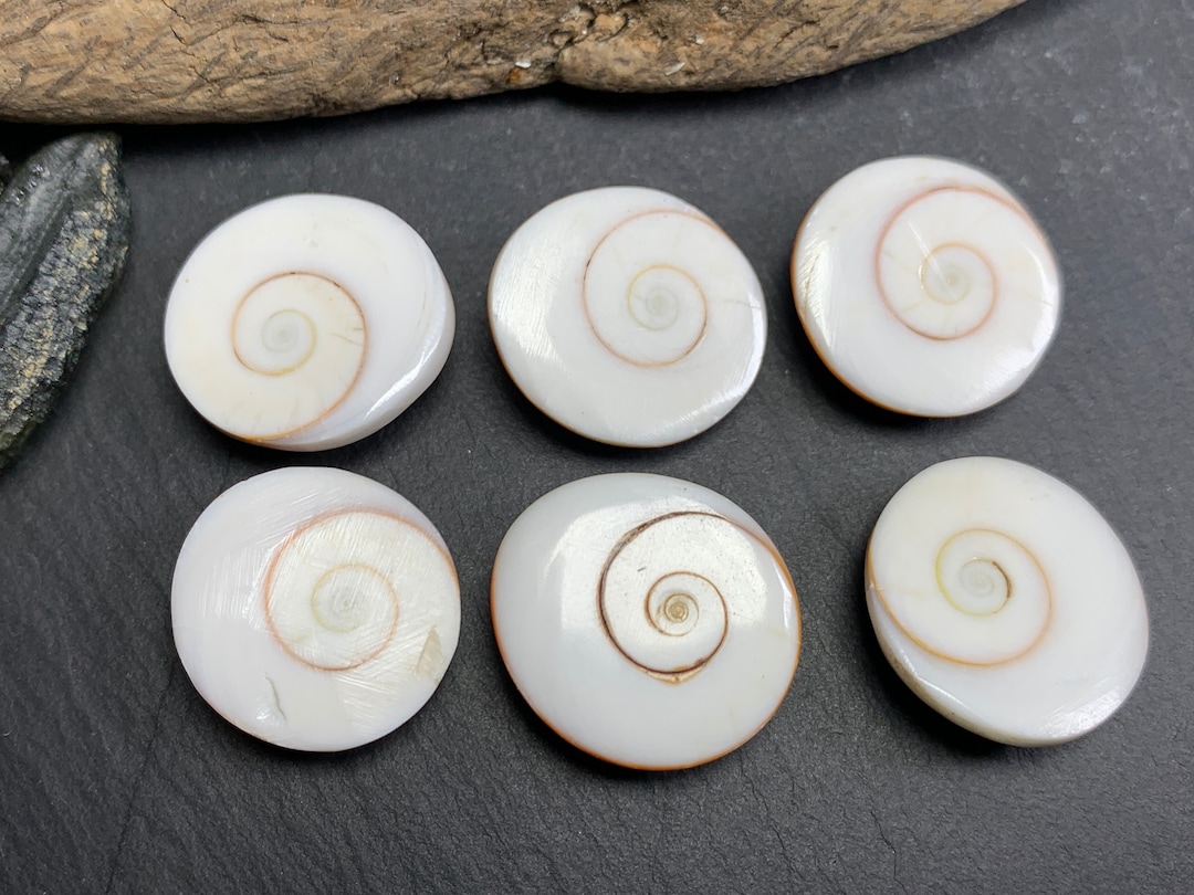 Shiva Shell/shiva's Eye - Etsy