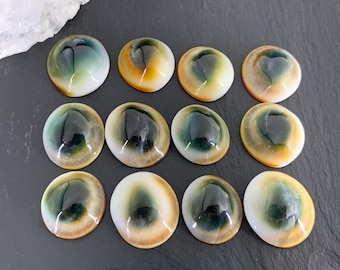 Cats Eye Operculum Eye of Shiva Shell - Etsy