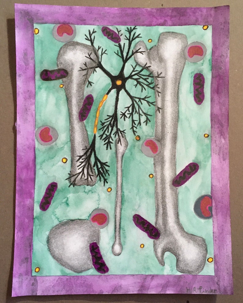 Leg Bone Drawing, Nerve Cell Diagram Art, White Blood Cell Illustration ...