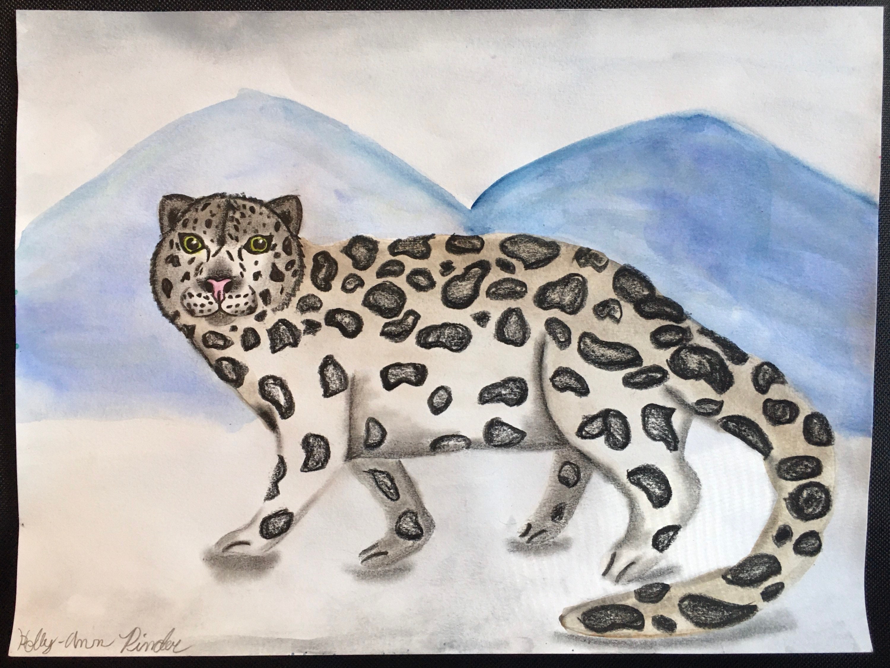 Snow Leopard Drawing Step By Step