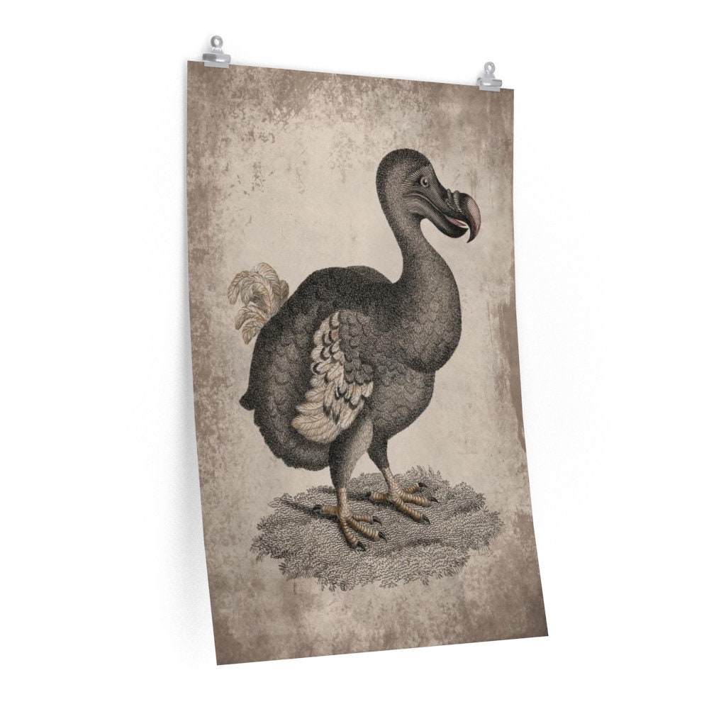 Vintage Dodo Print Dodo Poster Dodo Wall Art Dodo Bird Vintage Bird ...