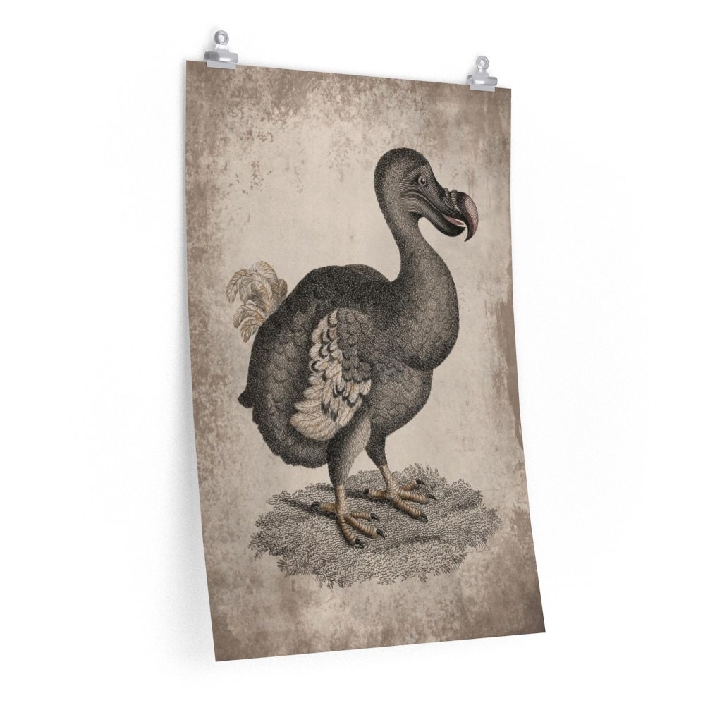 Vintage Dodo Print Dodo Poster Dodo Wall Art Dodo Bird Vintage Bird ...