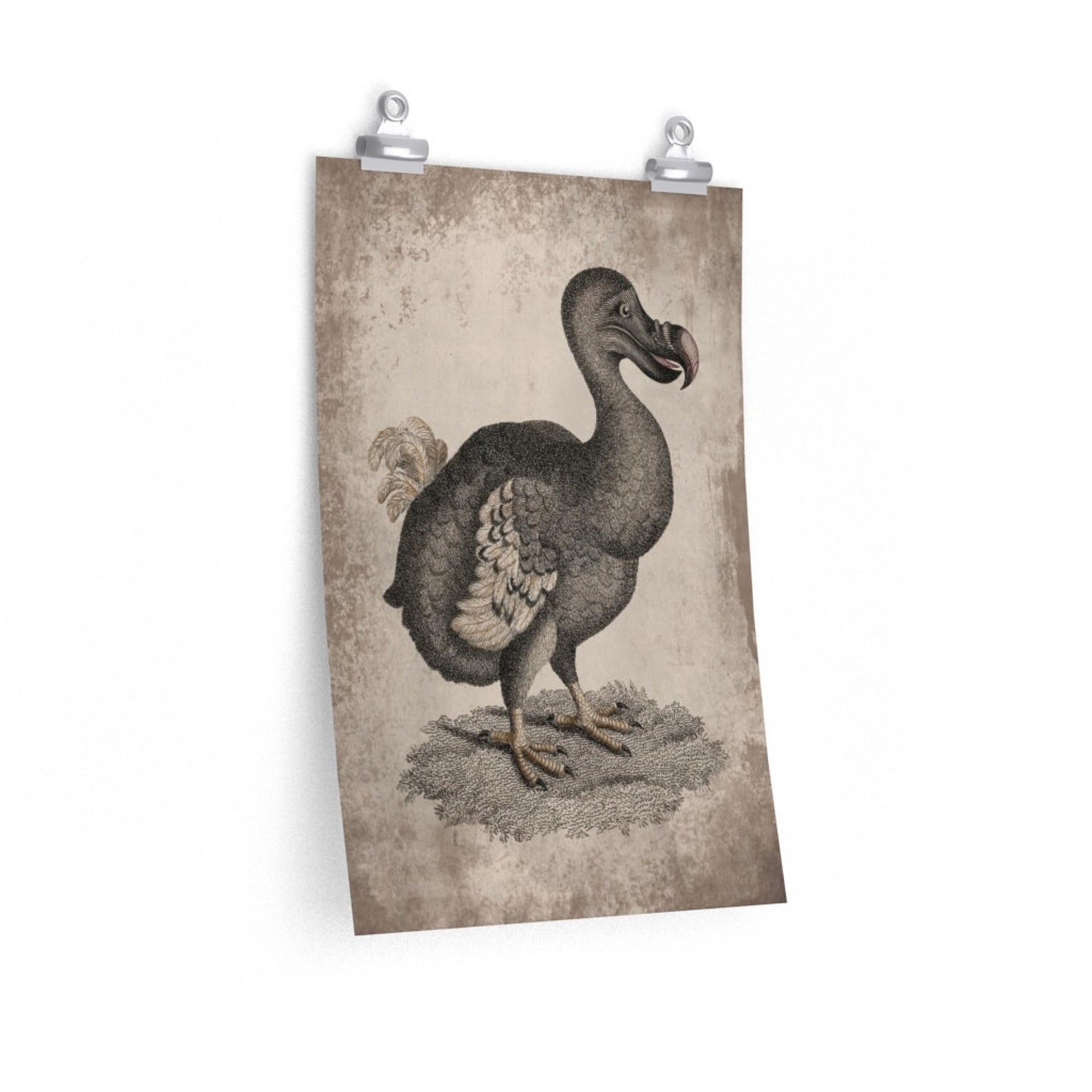 Vintage Dodo Print Dodo Poster Dodo Wall Art Dodo Bird Vintage Bird ...