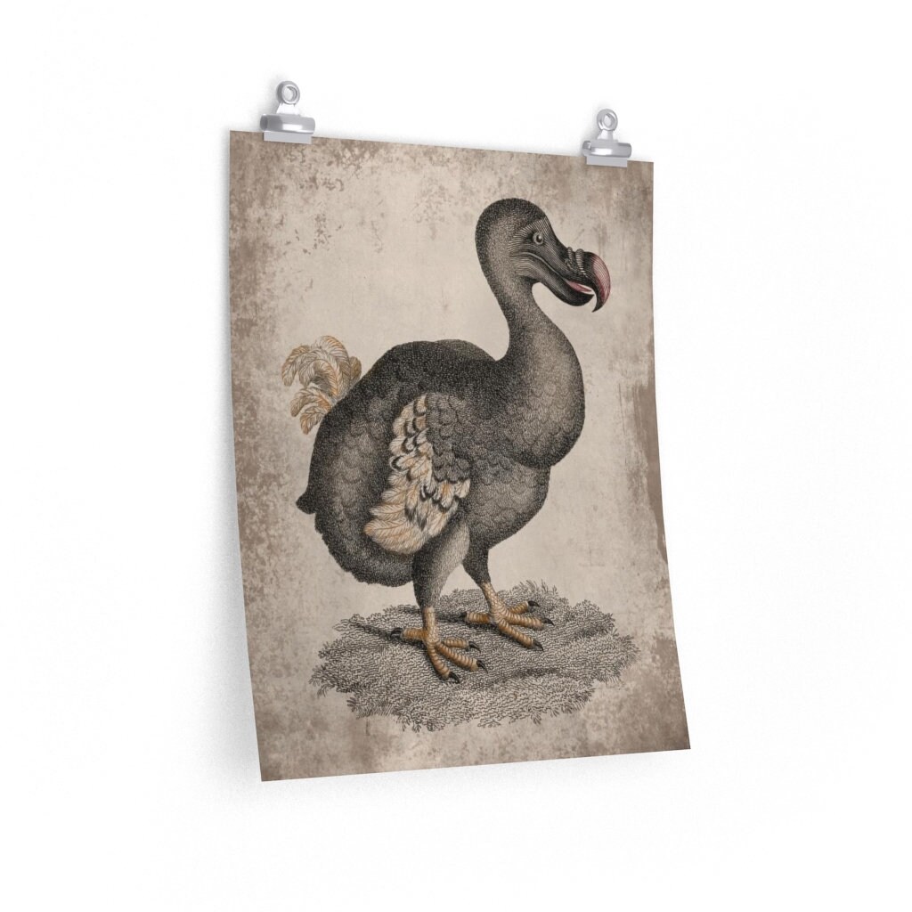 Vintage Dodo Print Dodo Poster Dodo Wall Art Dodo Bird Vintage Bird ...