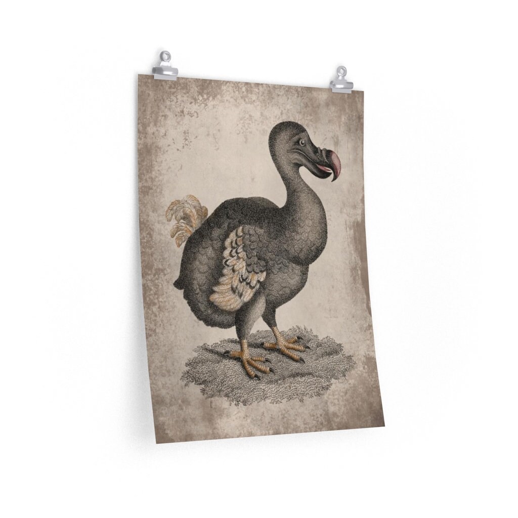 Vintage Dodo Print Dodo Poster Dodo Wall Art Dodo Bird Vintage Bird ...