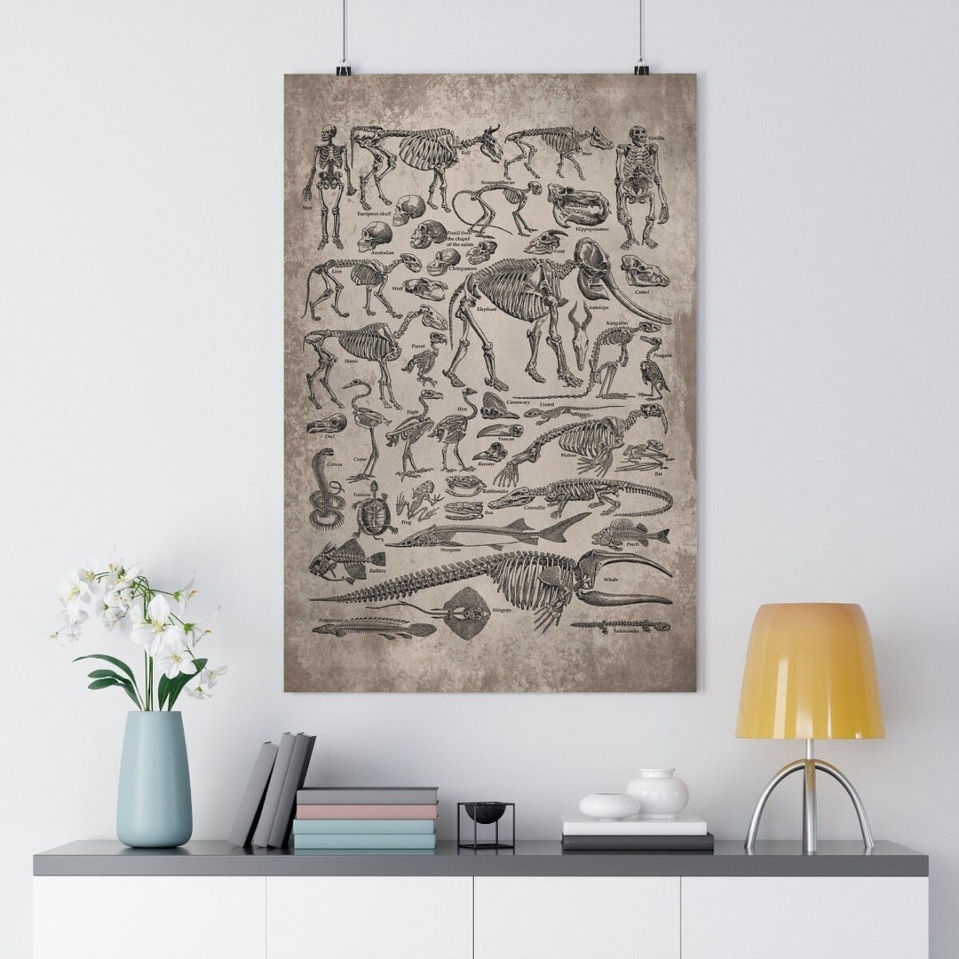 Vintage Skeleton Poster Paleontology Poster Evolution Print Archaeology ...
