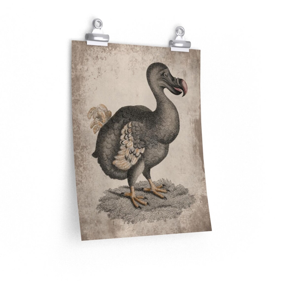 Vintage Dodo Print Dodo Poster Dodo Wall Art Dodo Bird Vintage Bird ...