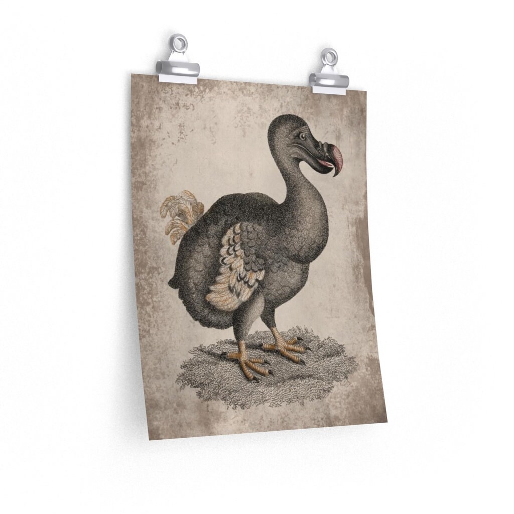 Vintage Dodo Print Dodo Poster Dodo Wall Art Dodo Bird Vintage Bird ...