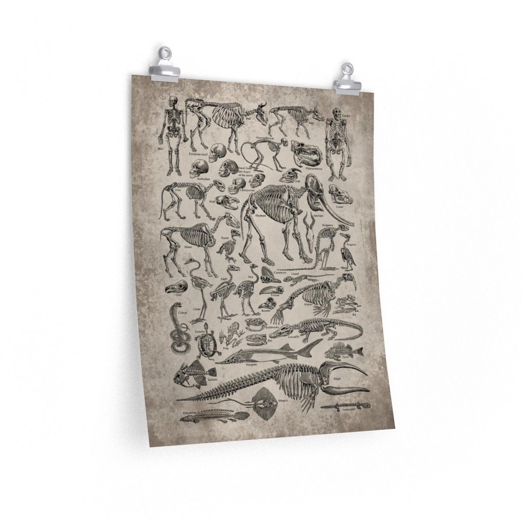 Vintage Skeleton Poster Paleontology Poster Evolution Print Archaeology ...
