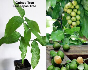 Spanish Tropical | Etsy