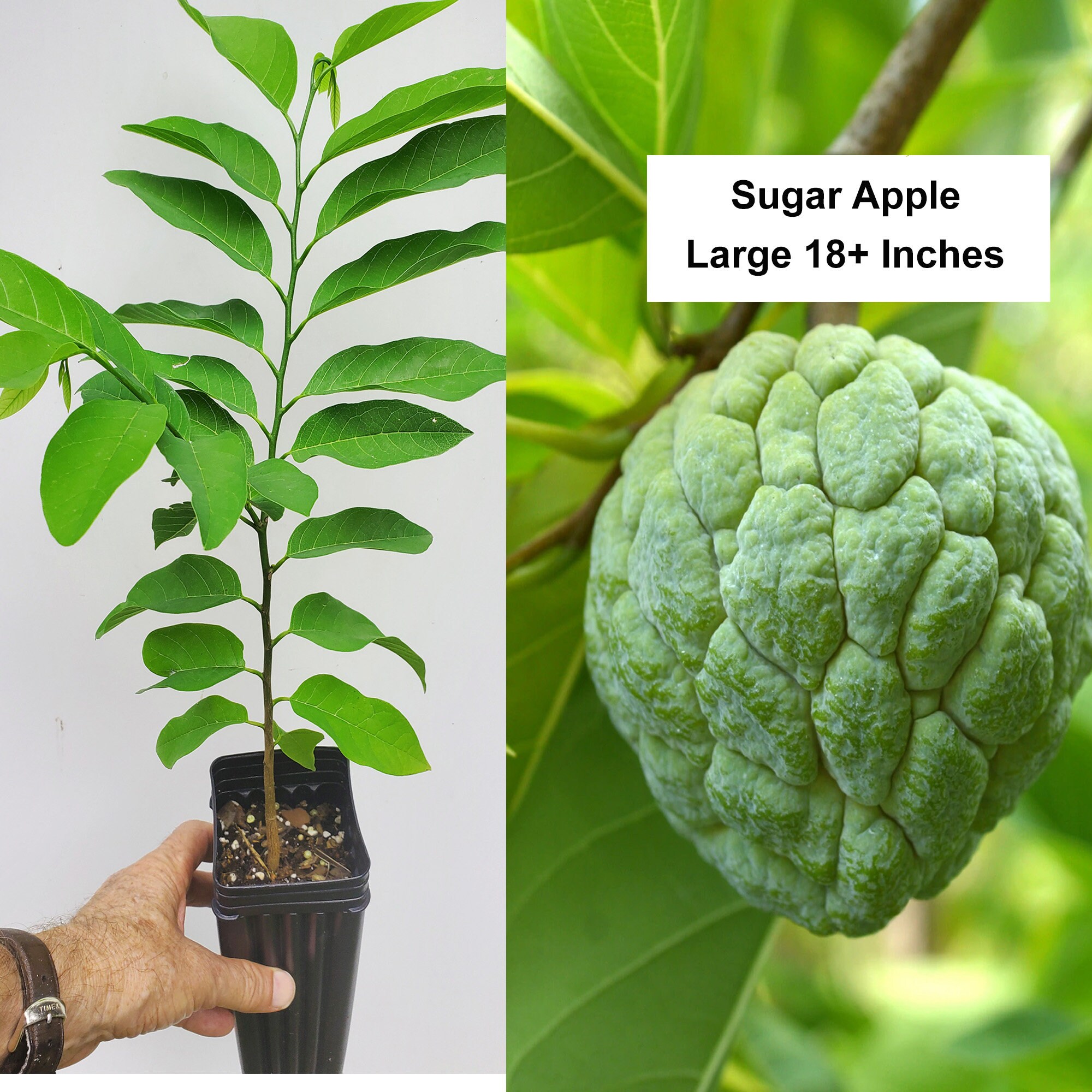 Sugar Apple Tree Leaves