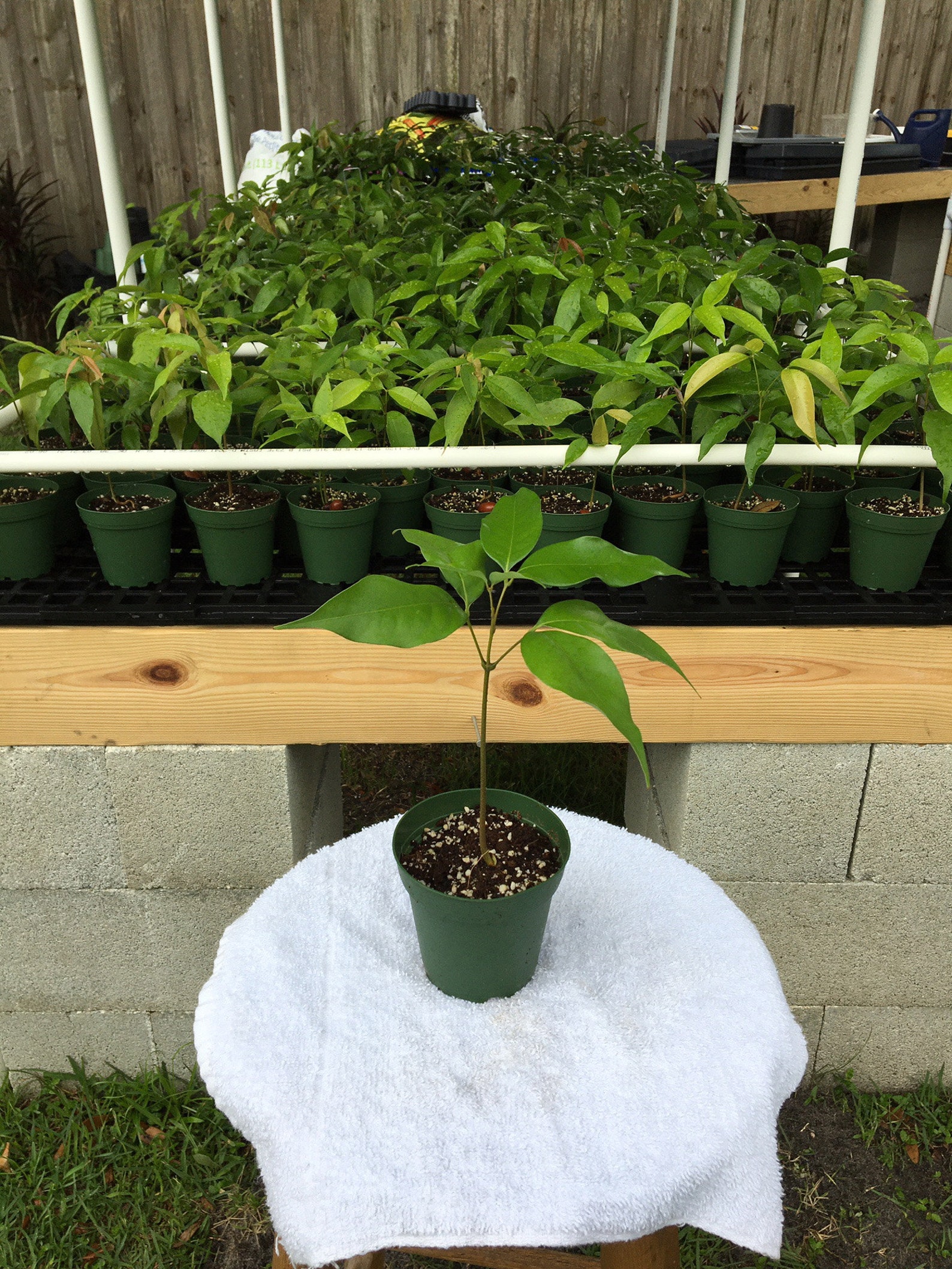 LYCHEE TREE Potted Plant Lychee Nut Plant Lychee fruit | Etsy