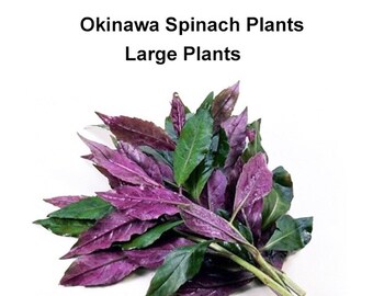 Okinawa Spinach Plant - Etsy