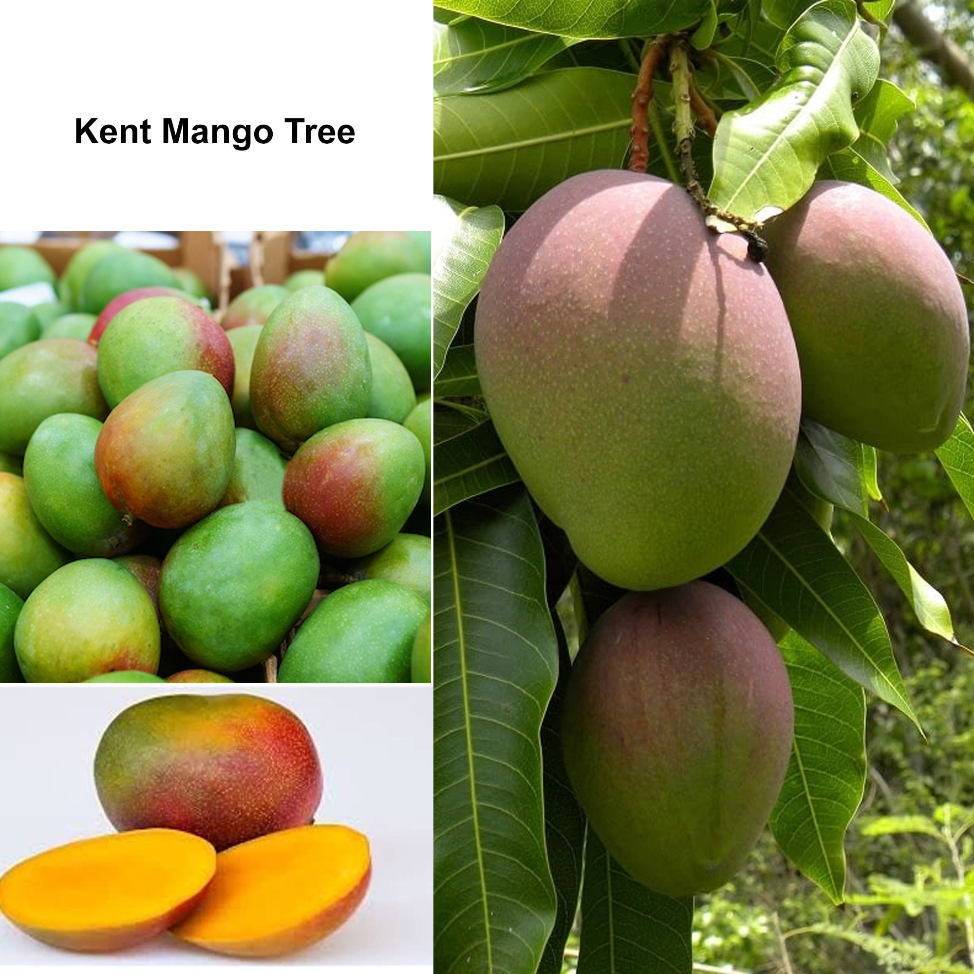 Kent Mango Tree