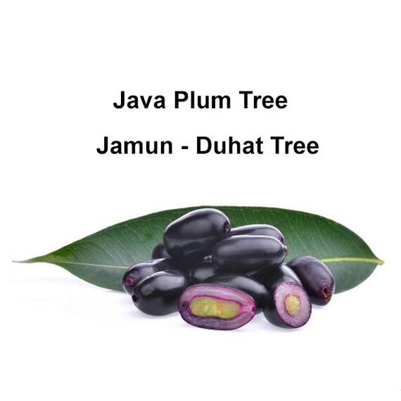 Java Plum