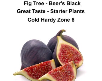 Beers Black Fig Tree - Etsy