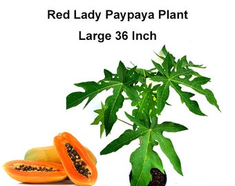 Red Lady Papaya Plant - Etsy