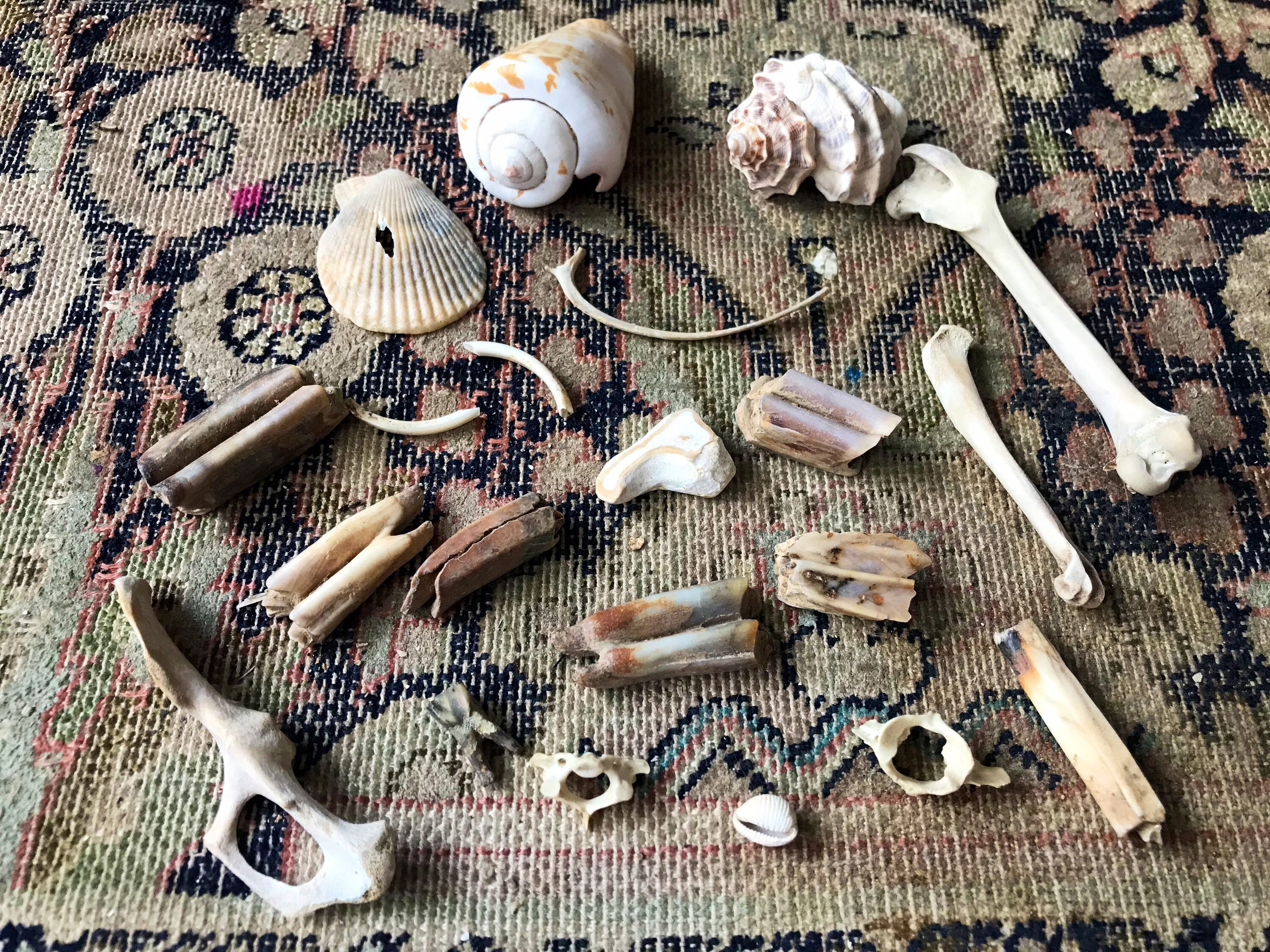 Deluxe Bone Throwing Kit | Bone Divination Set | Osteomancy Witch Altar ...