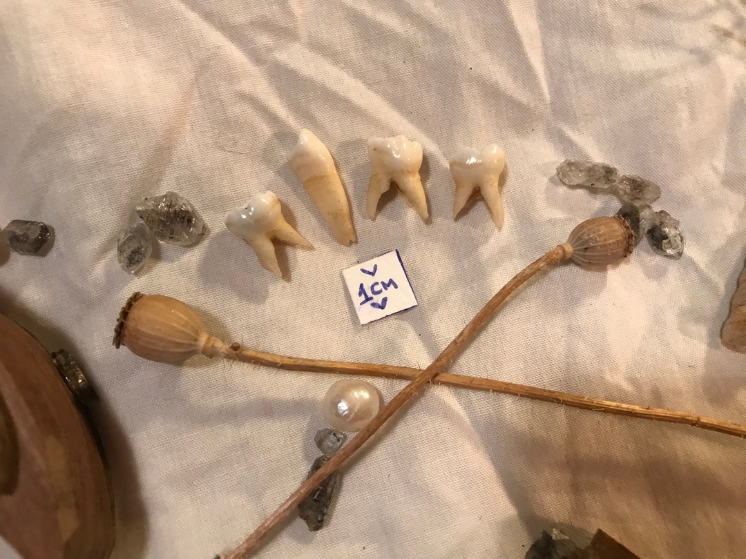 1 X Human Tooth in Jar, Hooman Oddity, Biology, Dental Specimens ...