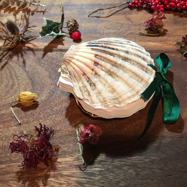 Sea Shells Books - Etsy