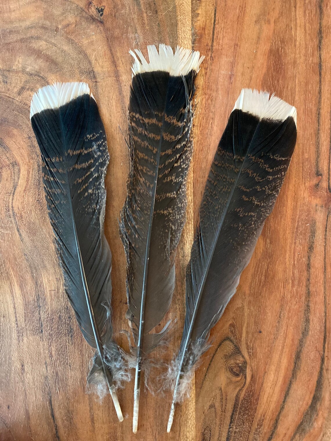 10-12 Turkey Tail Feather | Etsy