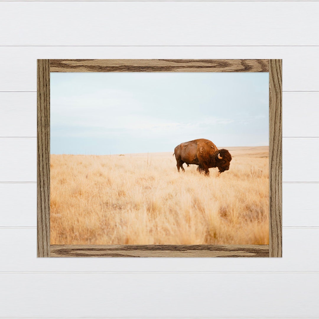 Lone Buffalo Farmhouse Art Open Range Farmhouse Decoration Roaming ...