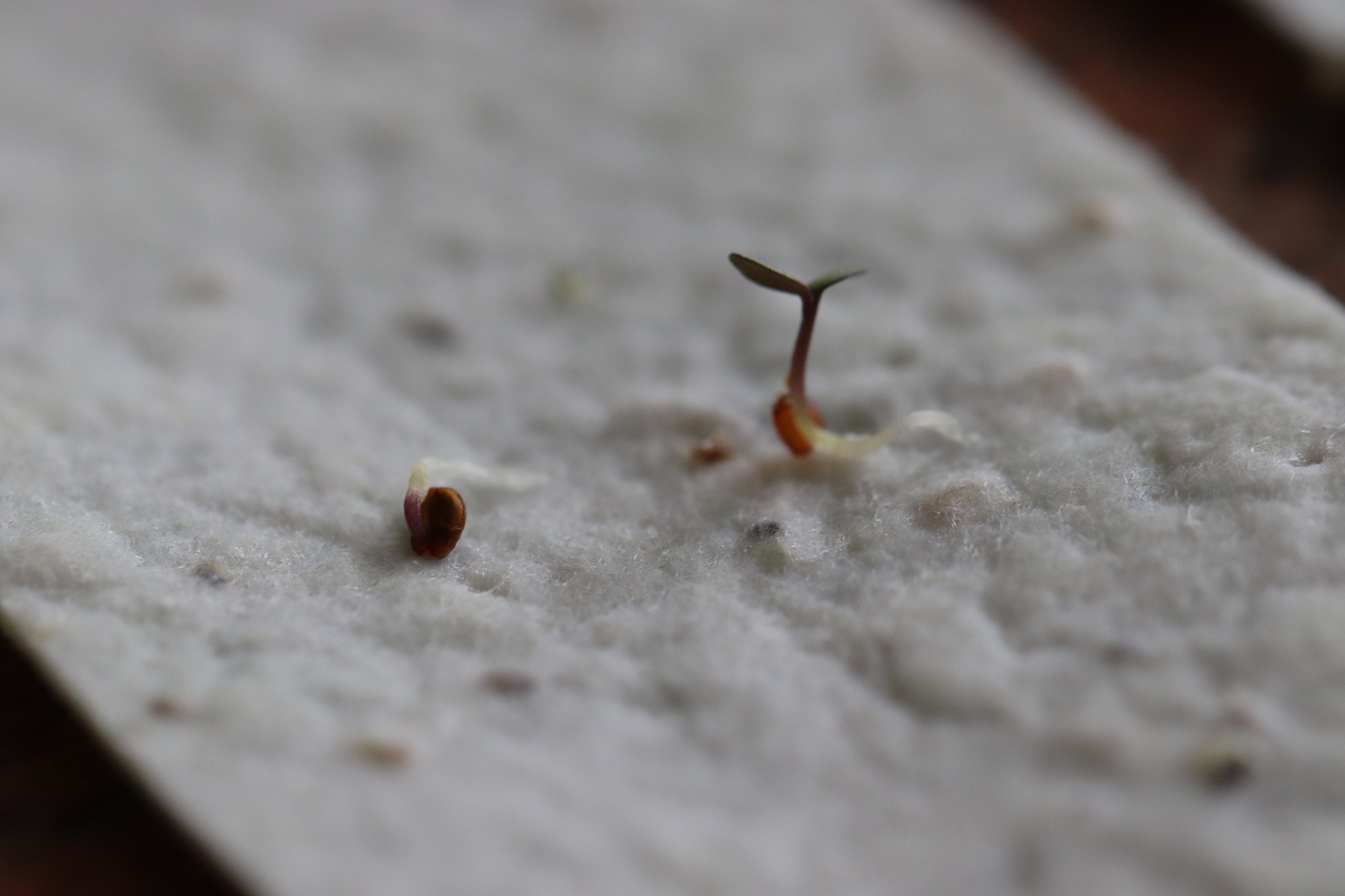 Plantable Wildflower Seed Card Botanical Seed Card Painted - Etsy