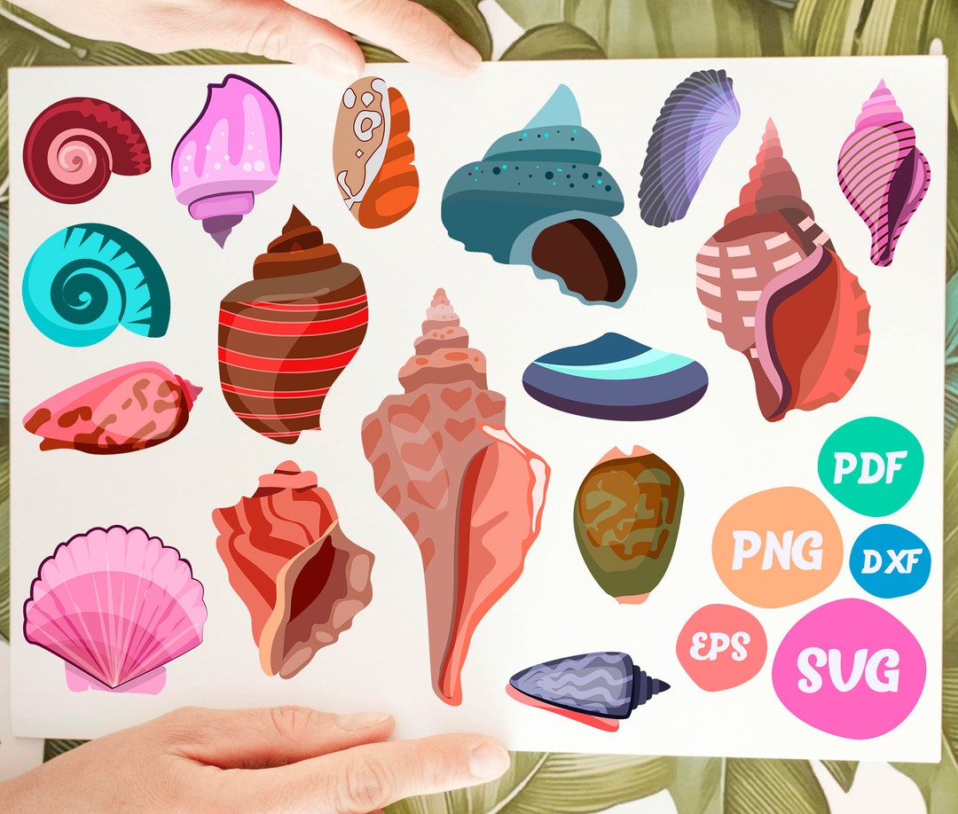 Seashell Svg,seashell SVG Bundle, Sea Shell Svg,seashell Dxf,seashell ...