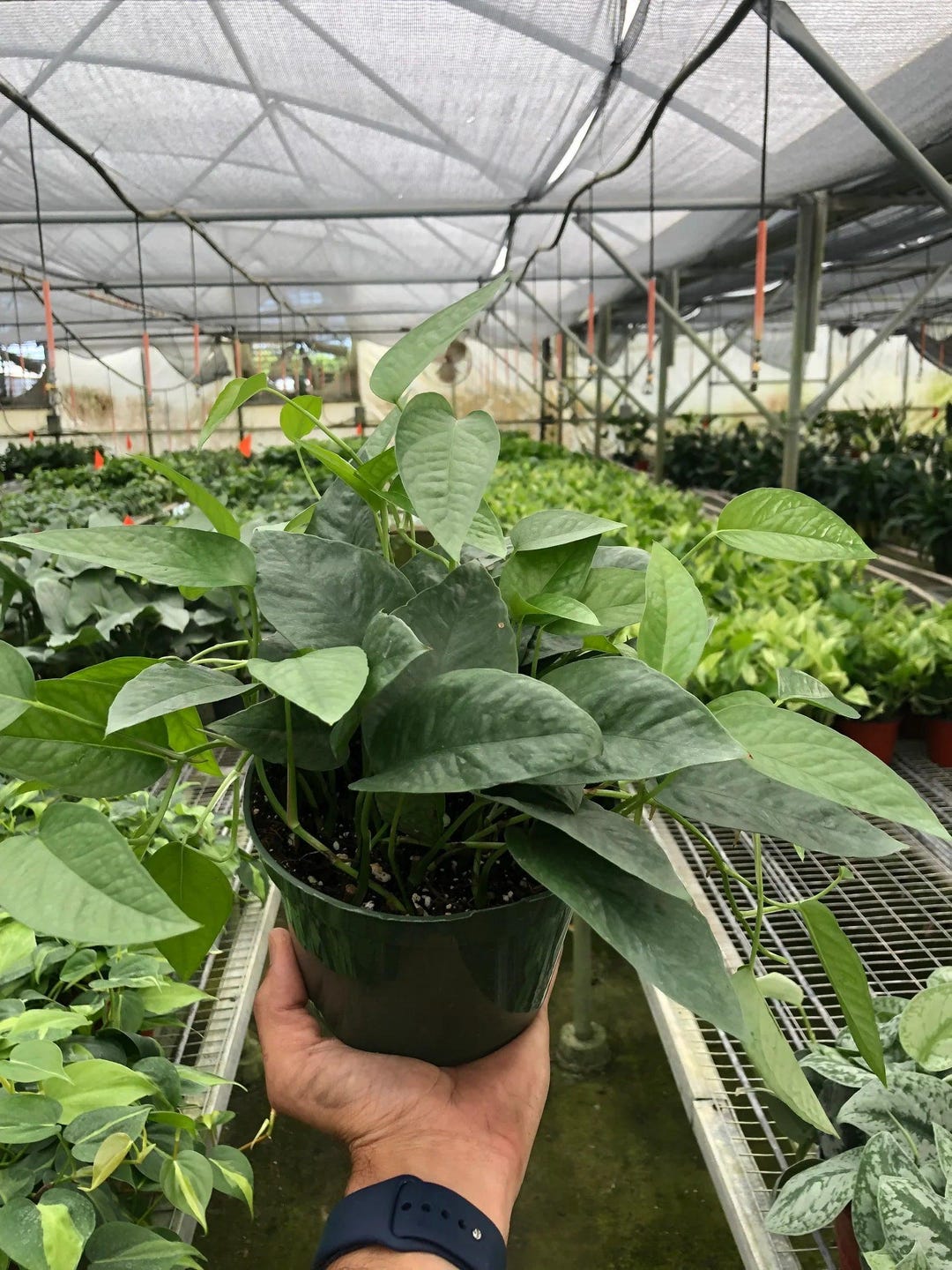 Cebu Blue Pothos – Stunning Silvery & Blue-green Variegated Leaves ...