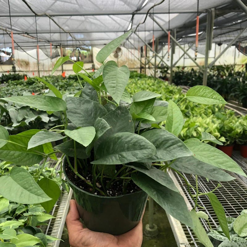 Cebu Blue Pothos - Etsy