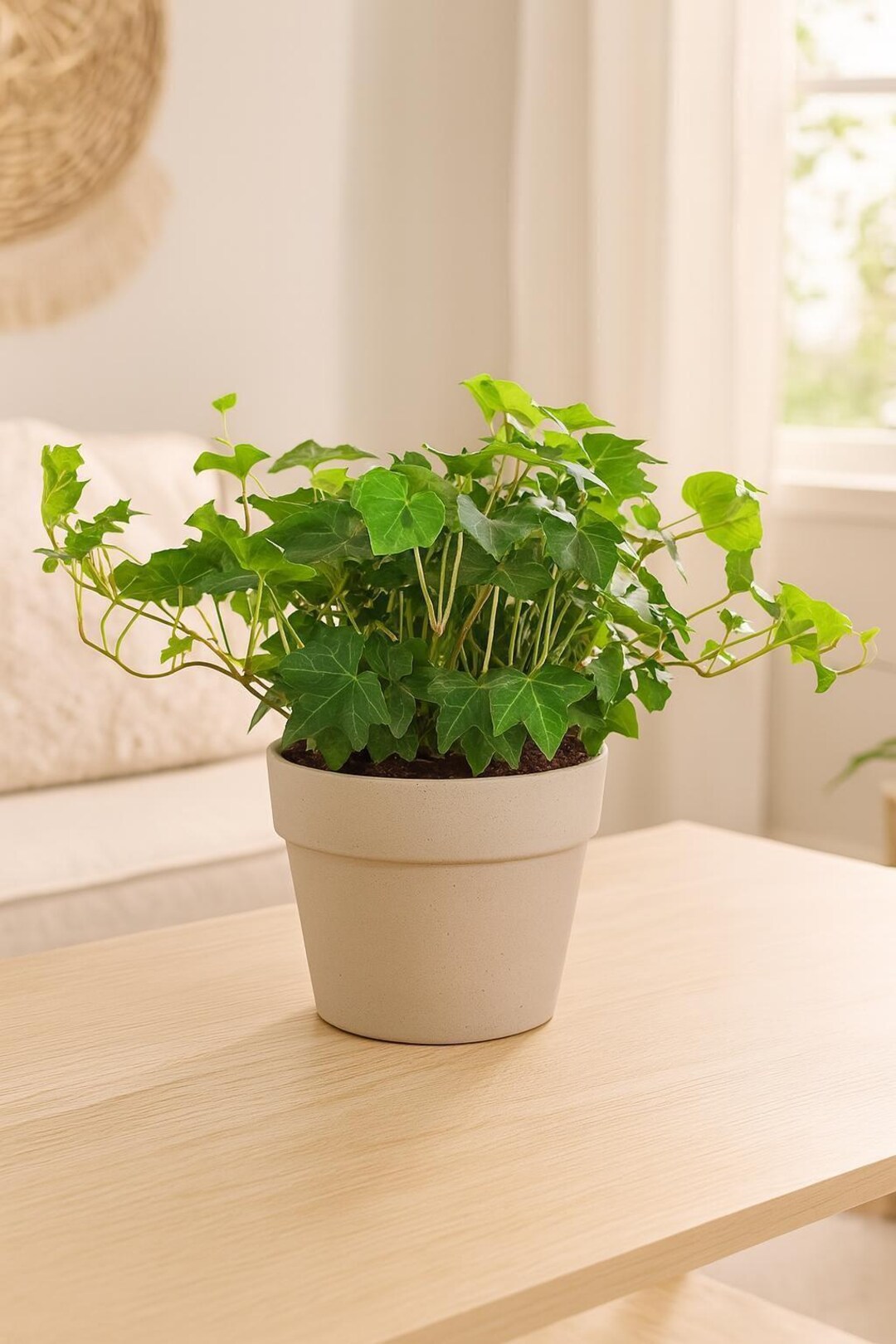 English Ivy Green - Hedera Helix - Trailing, Classic Houseplant - Etsy