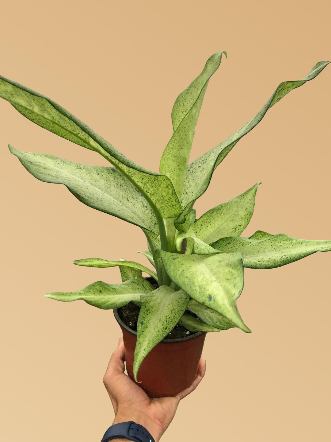 Dieffenbachia Camouflage: Variegated Dumb Cane Tropical Houseplant - Etsy