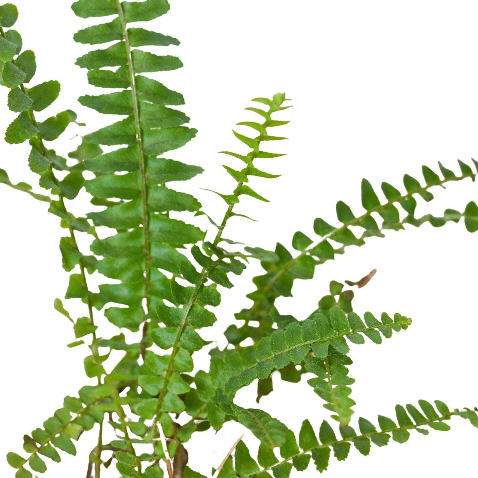 Jester Crown Boston Fern: Easy Care Indoor Houseplant - Etsy