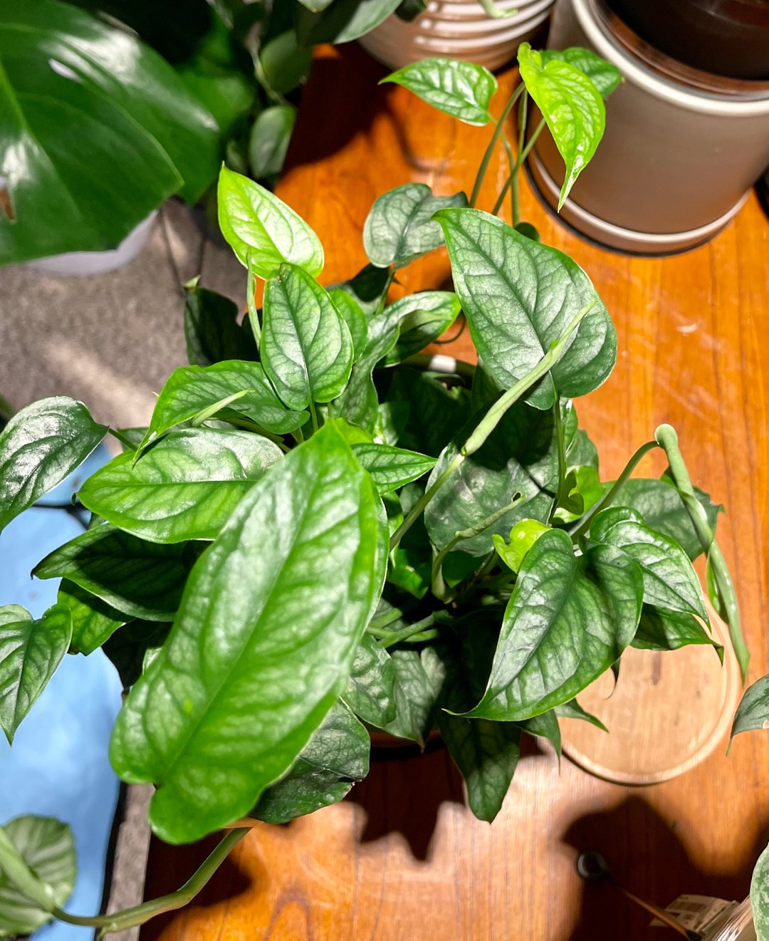 Monstera Siltepecana Unrooted Cutting Silver Monstera Rare - Etsy