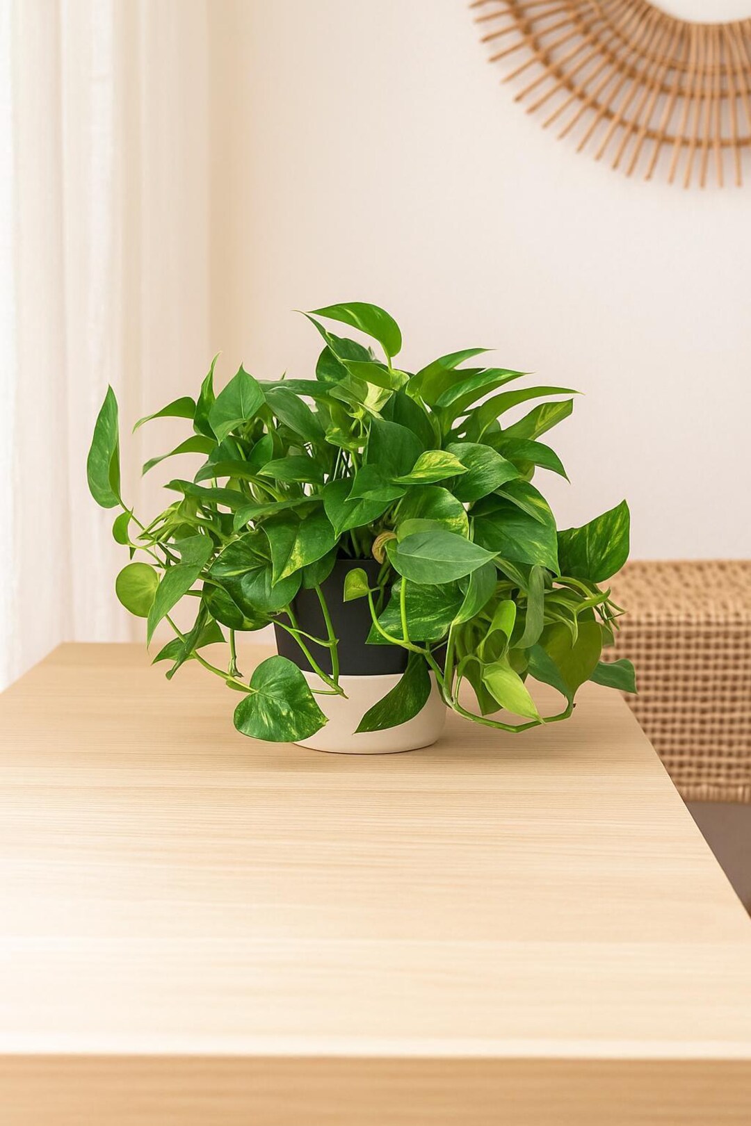 Golden Pothos: Variegated Trailing Vine - Easy Care Indoor Plant - Etsy