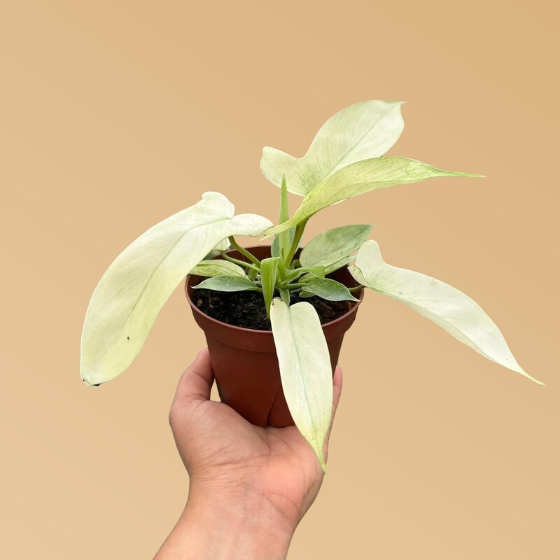 Florida Ghost Philodendron - Etsy