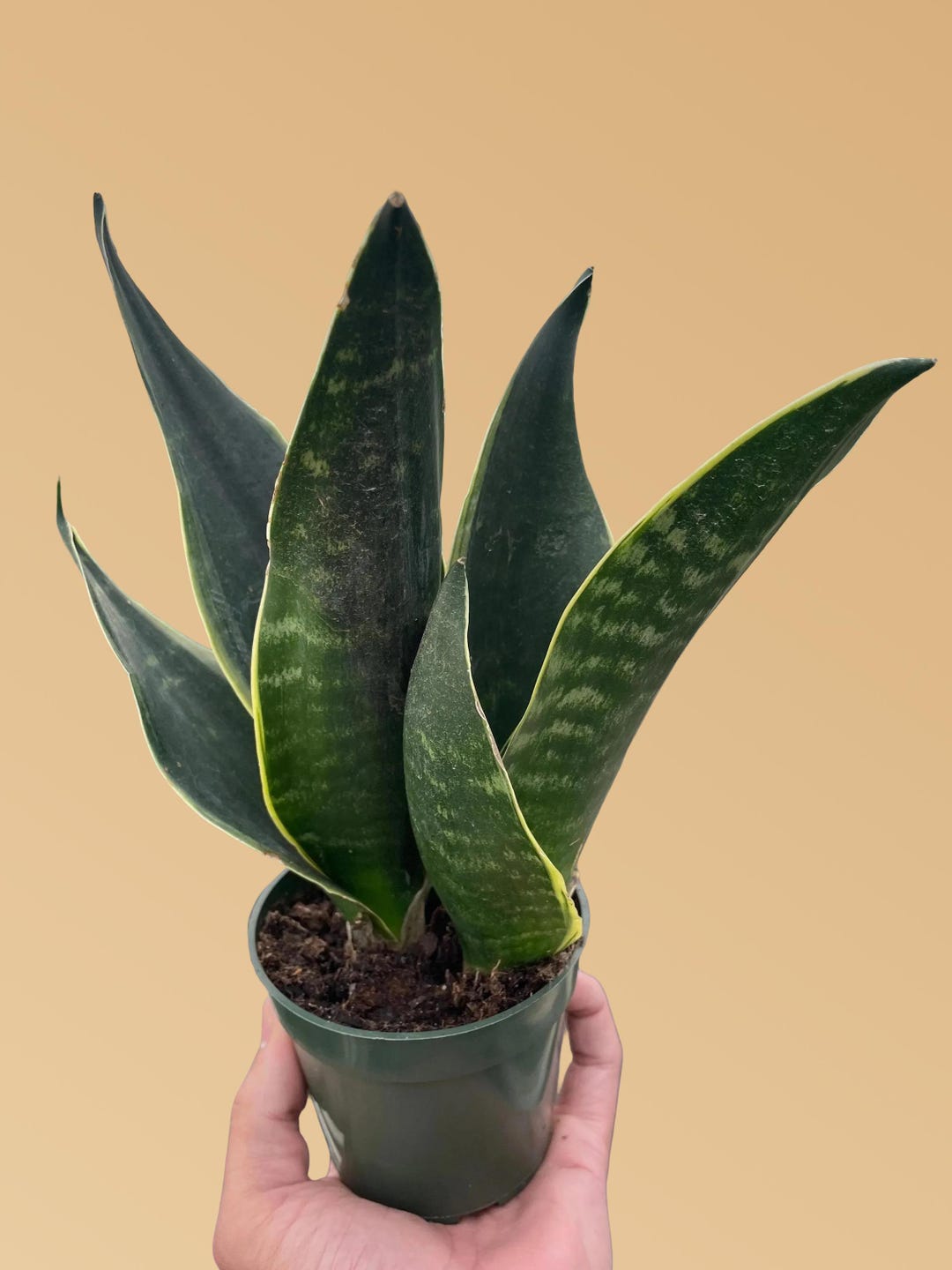 Snake Plant 'fabi': Sansevieria Trifasciata, Low-maintenance Houseplant ...