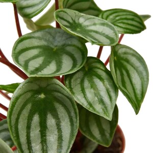 Peperomia Watermelon: Compact Tropical Houseplant With Silver-striped ...