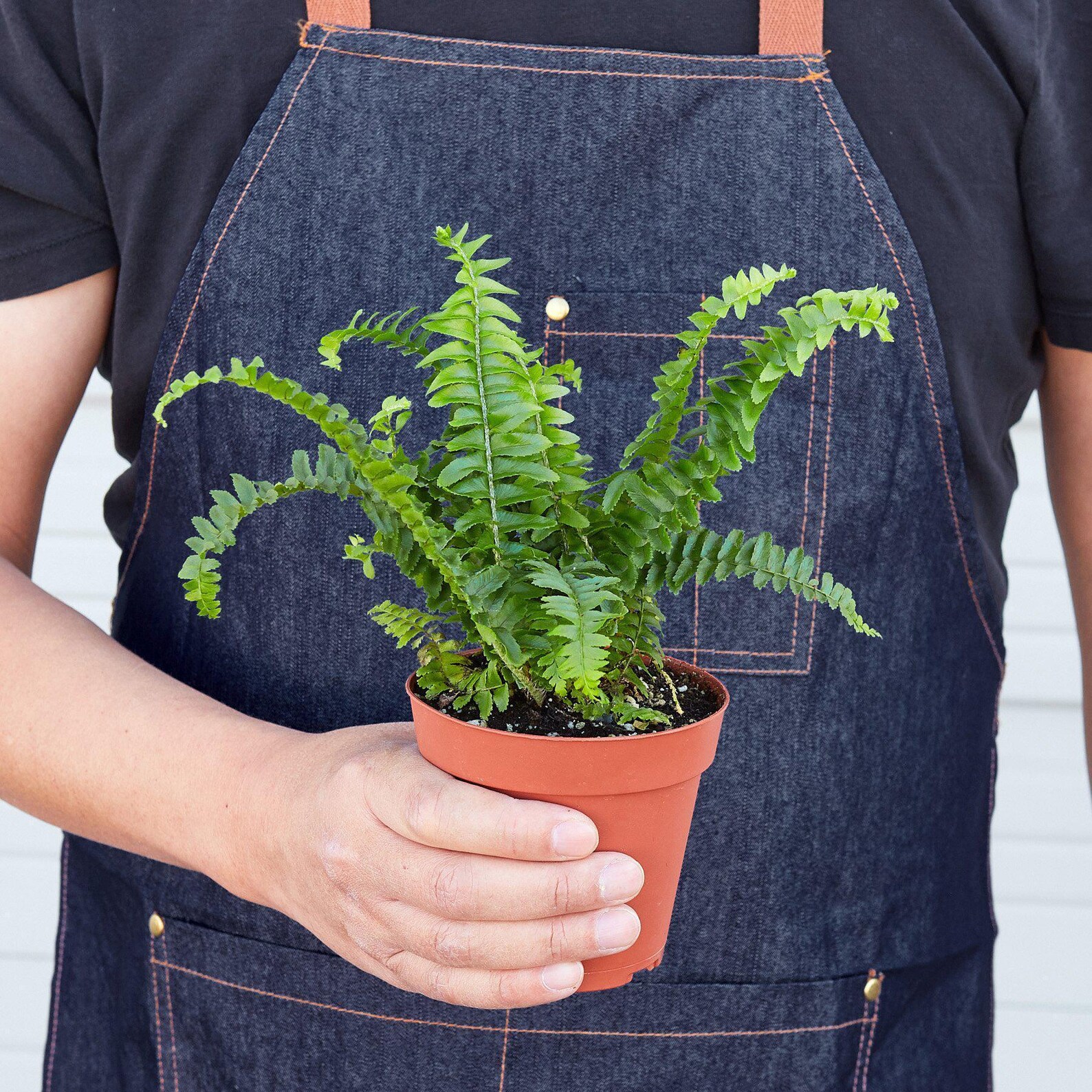 Jester Crown Boston Fern: Easy Care Indoor Houseplant - Etsy