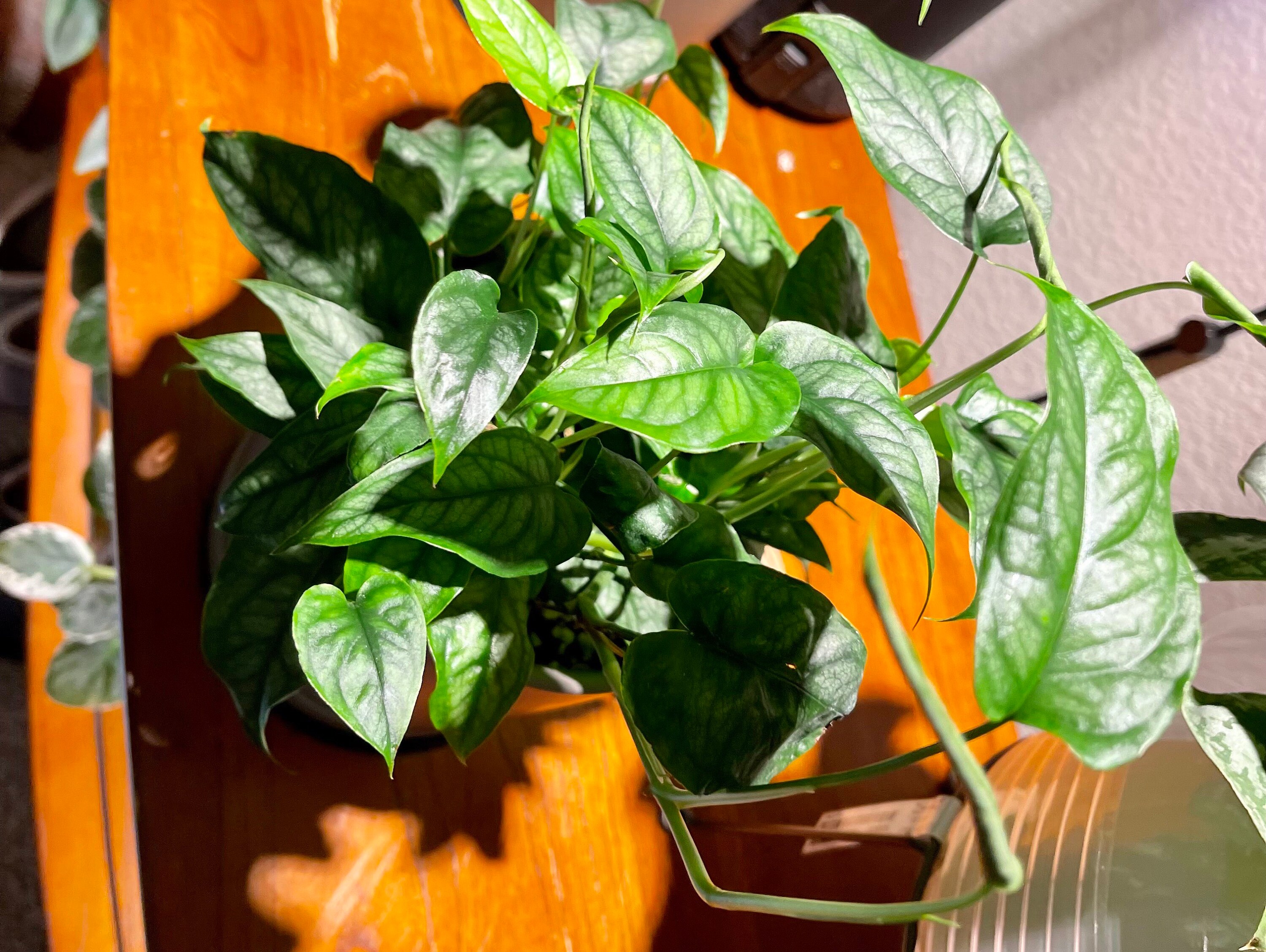 Monstera Siltepecana Unrooted Cutting Silver Monstera Rare - Etsy