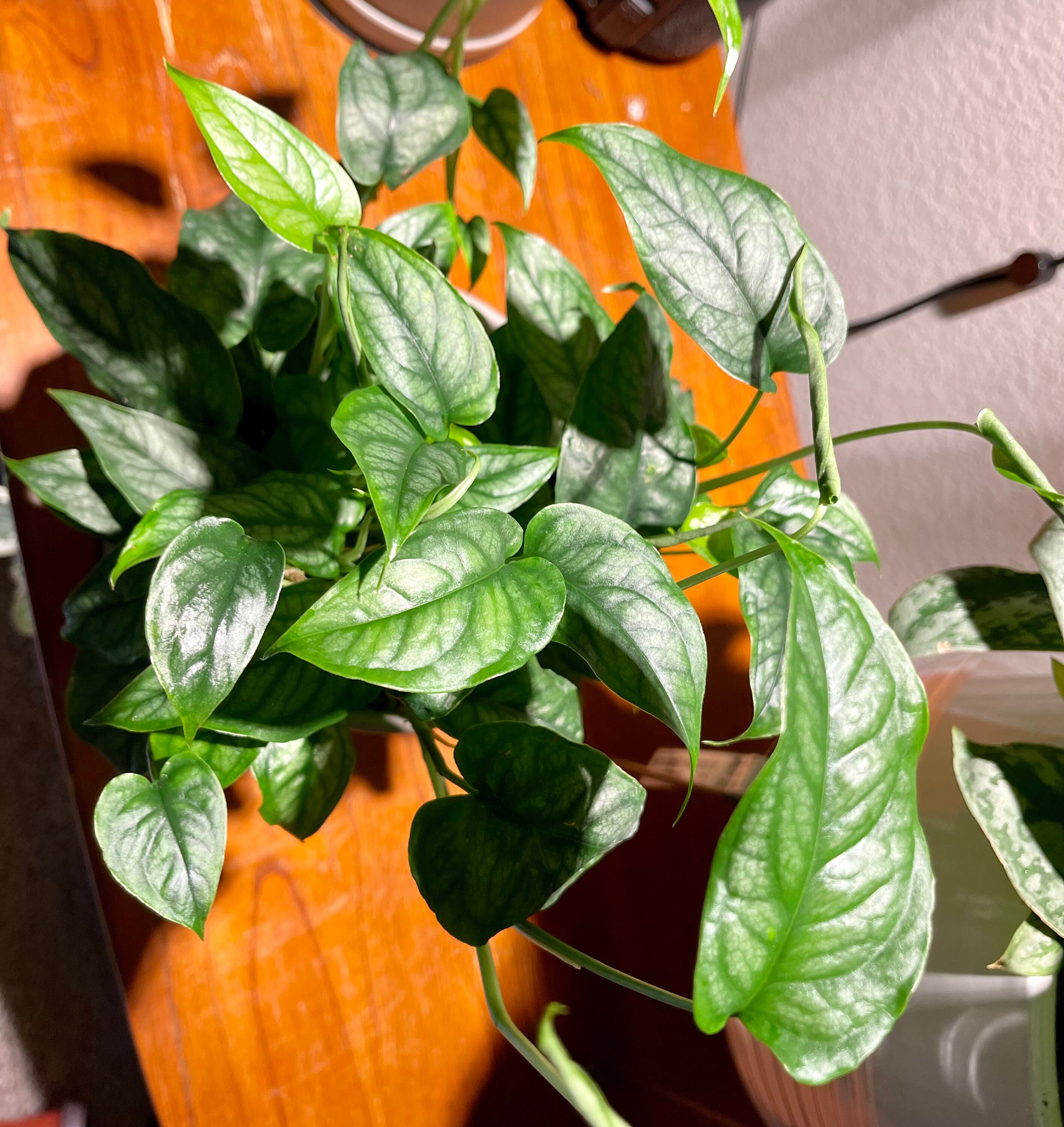 Monstera Siltepecana Unrooted Cutting Silver Monstera Rare - Etsy