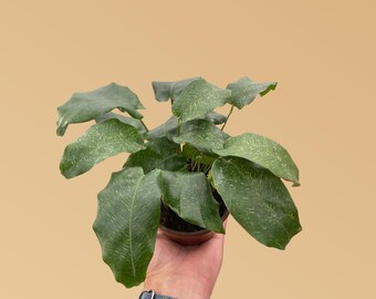 Calathea Musaica - Network Calathea - Tropical Houseplant - Live Plant ...