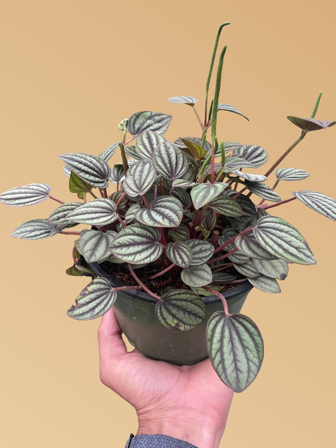 Peperomia Piccolo Banda – Compact Striped Tropical Plant | Easy Care ...