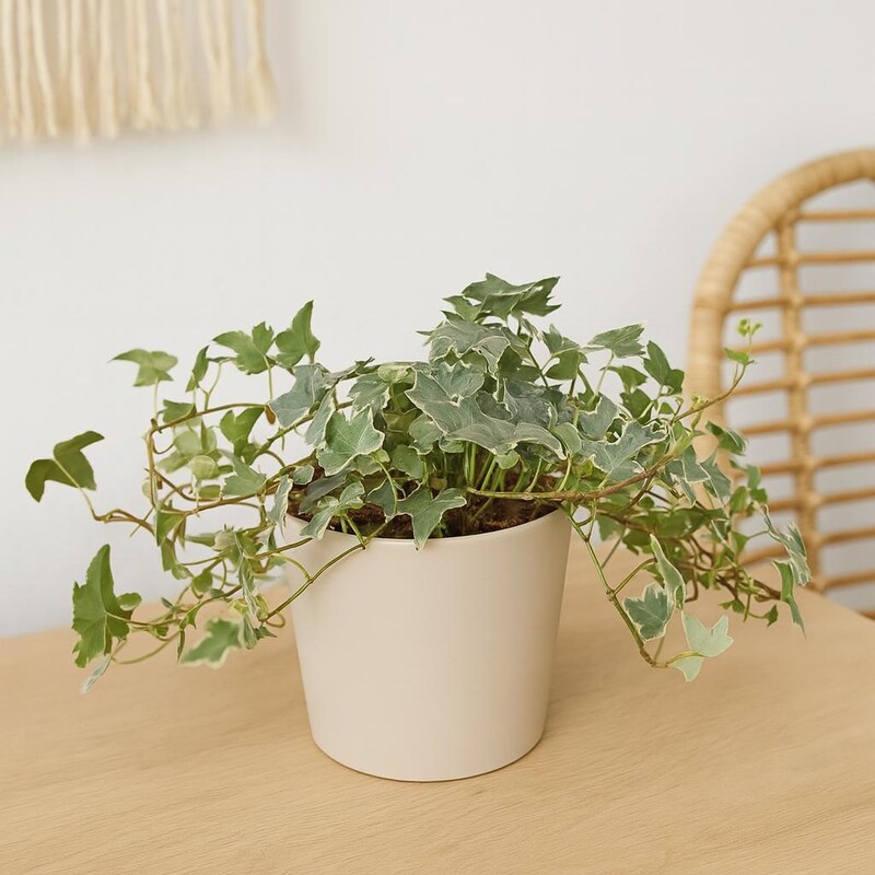 Long Ivy Plants - Etsy